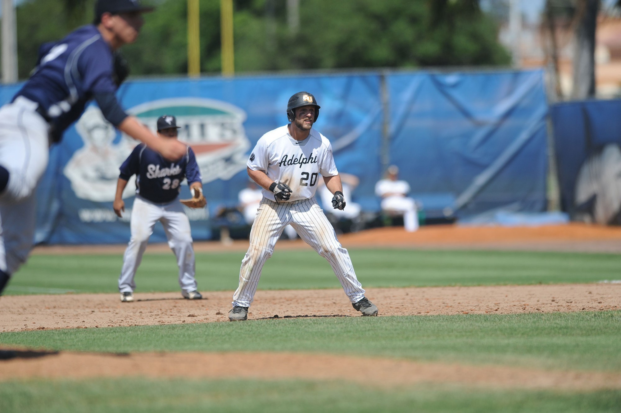 Nick Zito - Baseball - Adelphi University Athletics