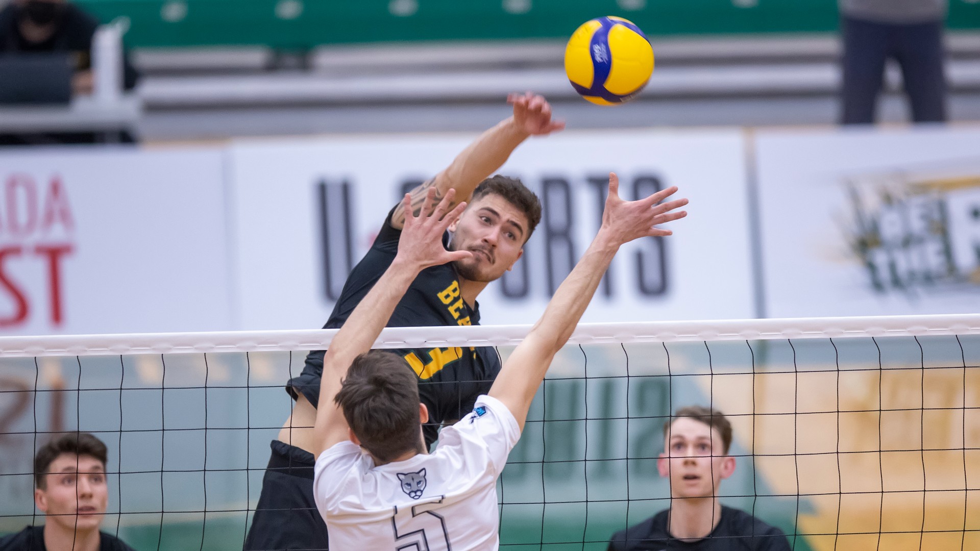 Billy Johnstone - 2023-24 - Golden Bears Volleyball - University of Alberta