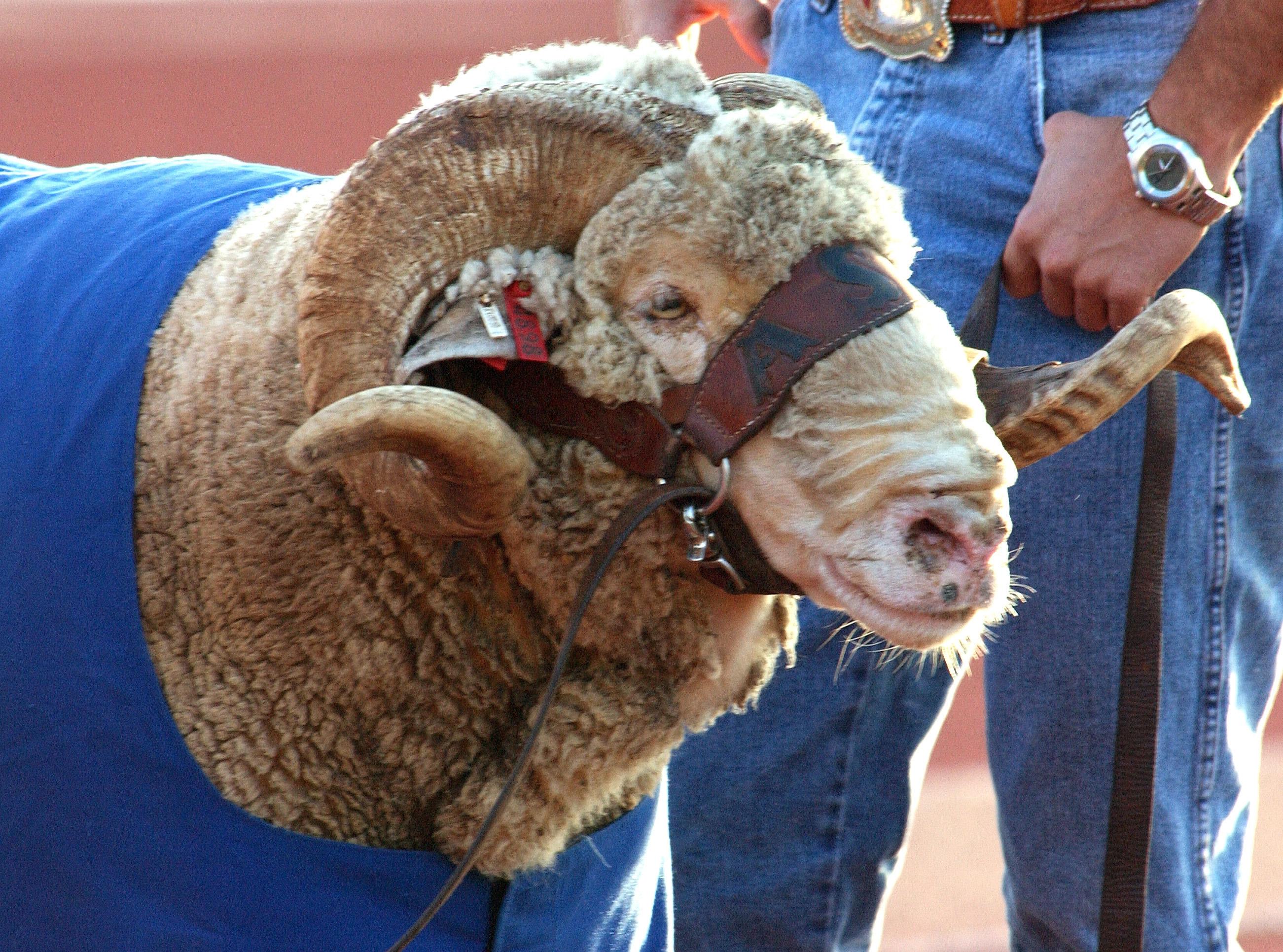 ASU Mascot - Angelo State University Athletics