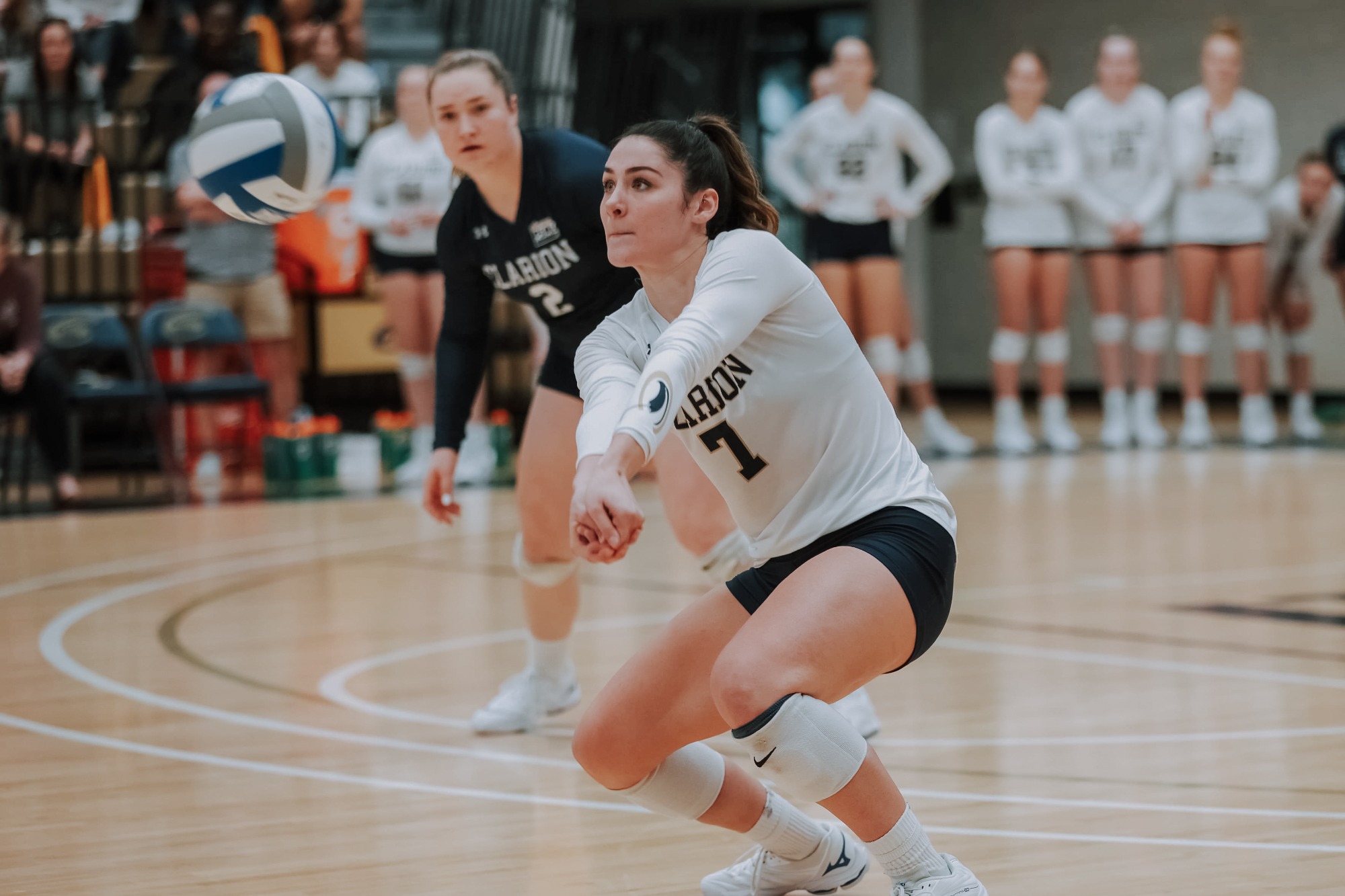 Julia Piccolino - Volleyball - Clarion Athletics