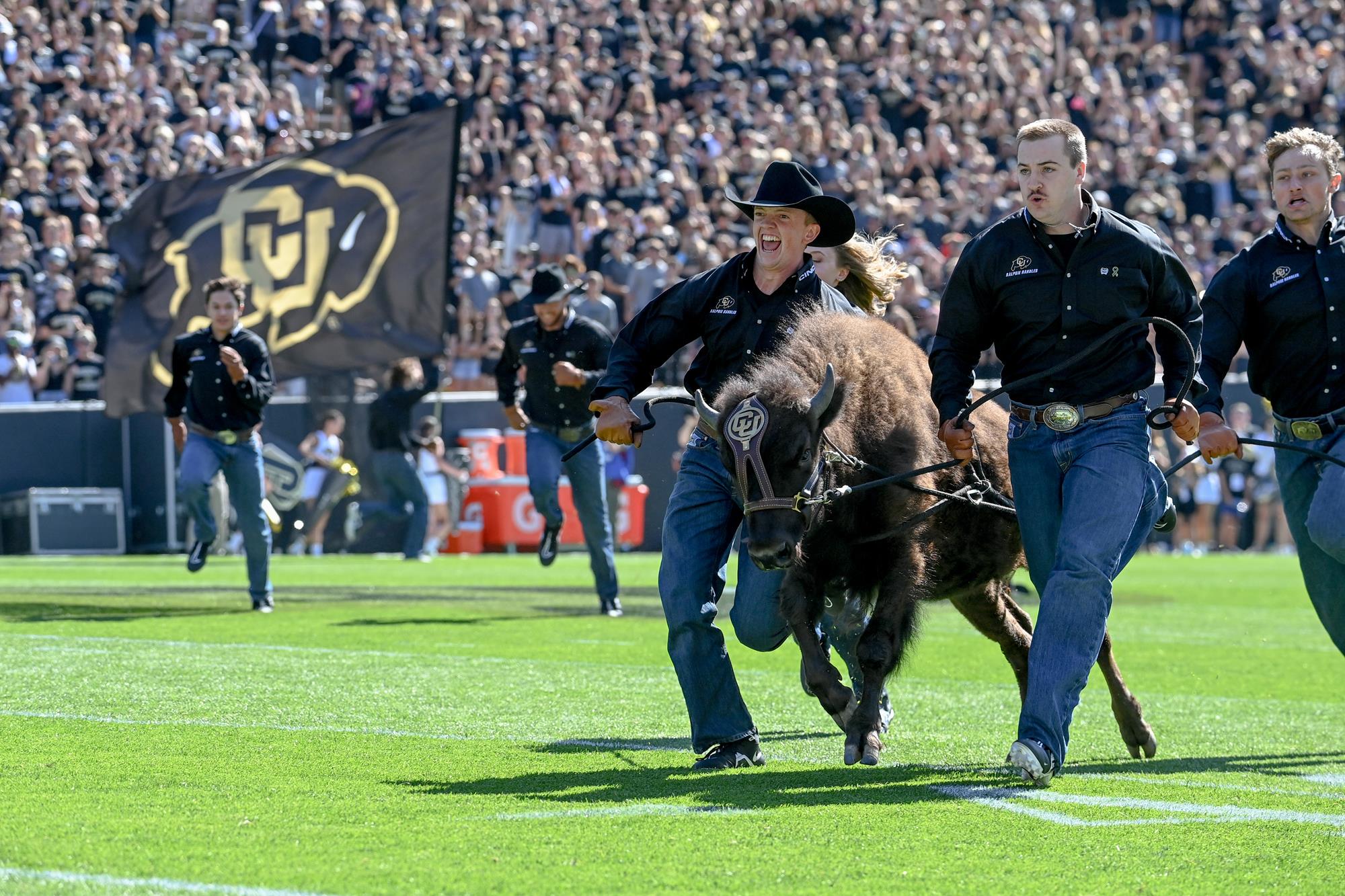 Dustin Horn - Ralphie - University of Colorado Athletics