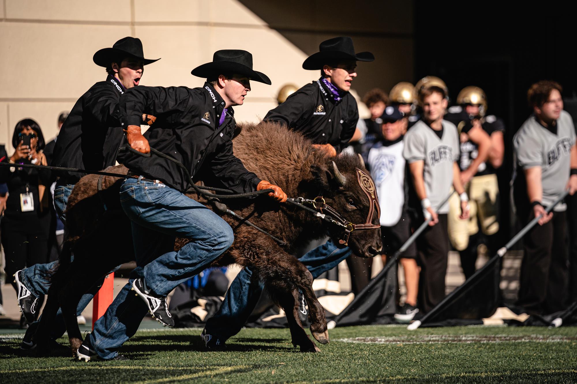 Dustin Horn - Ralphie - University of Colorado Athletics