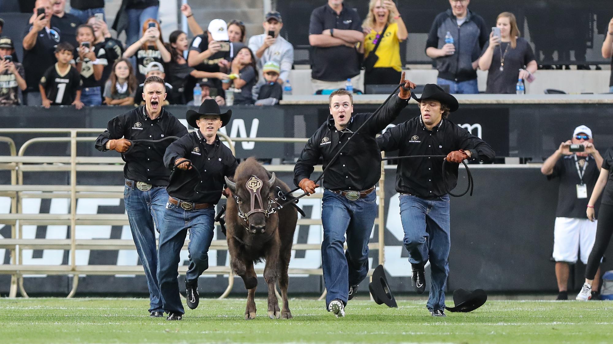 Dustin Horn - Ralphie - University of Colorado Athletics