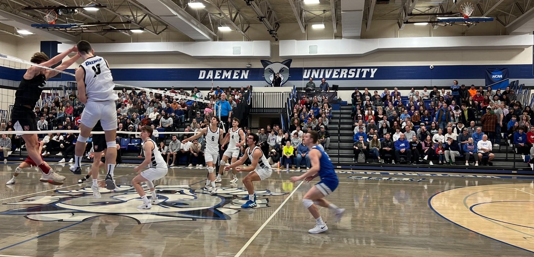 Harvard Snaps Daemen's Eight Match Win Streak - Daemen University Athletics