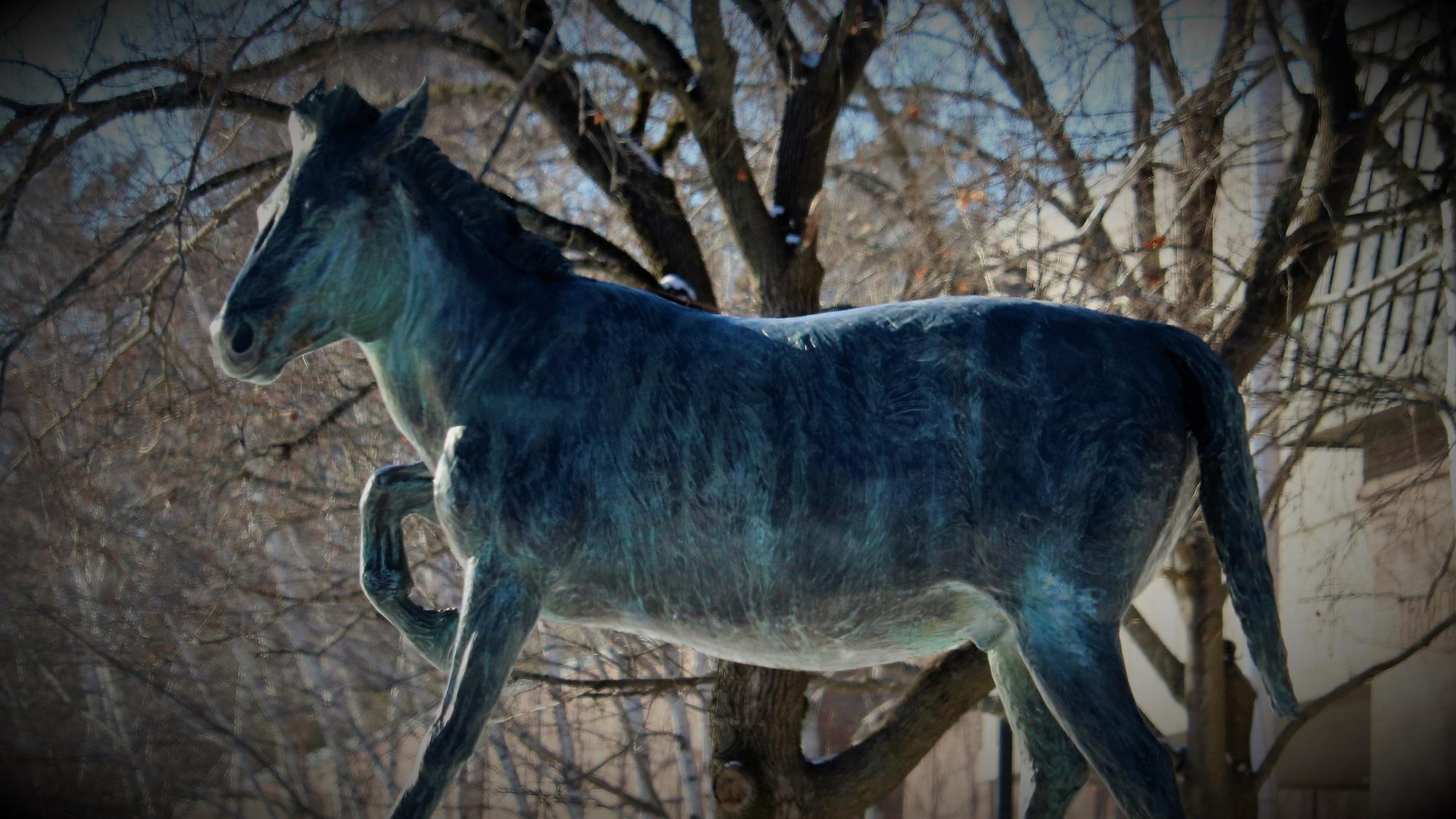 Making of the Mule: How Colby's Mascot Came to Life - Colby College