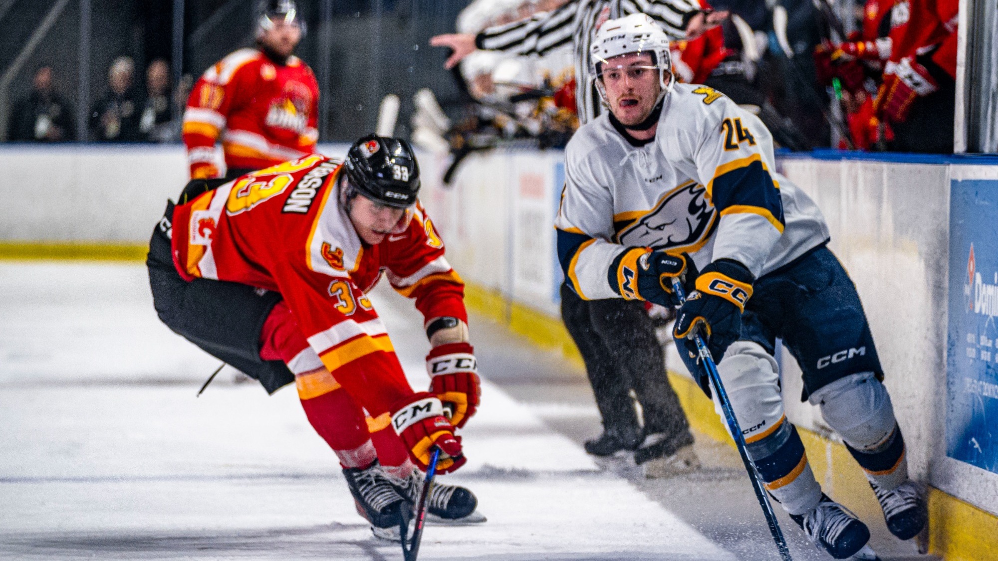 Dinos' title defence falls short in deciding game - University of ...