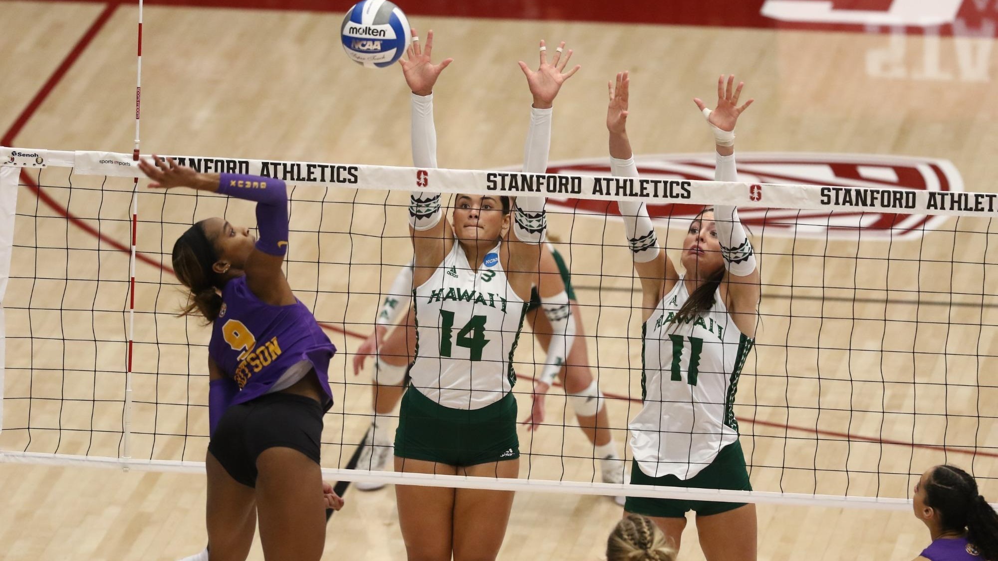 University Of Hawaii Volleyball Games at Anton Thomas blog