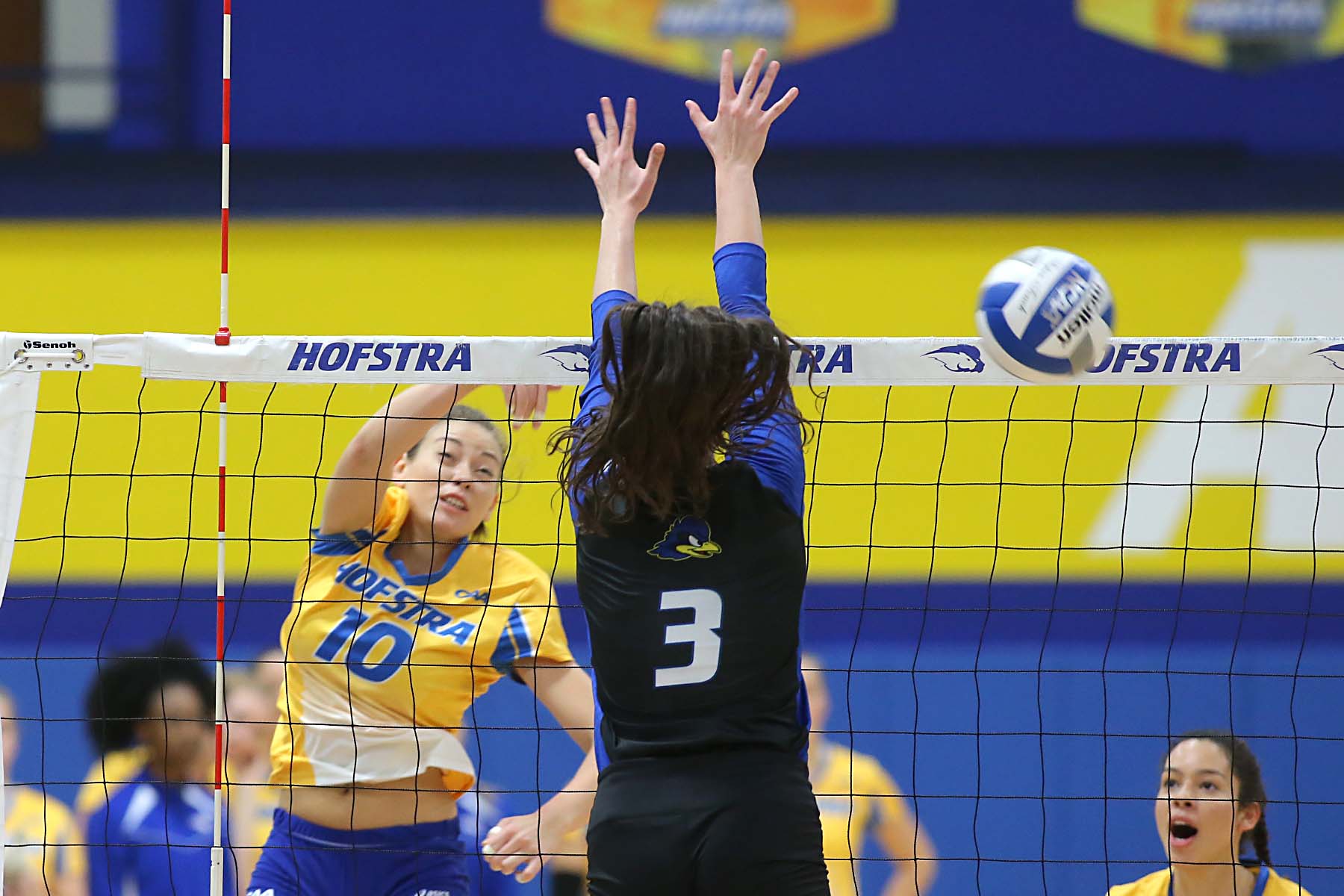 Michela Rucli - Volleyball - Hofstra University Athletics