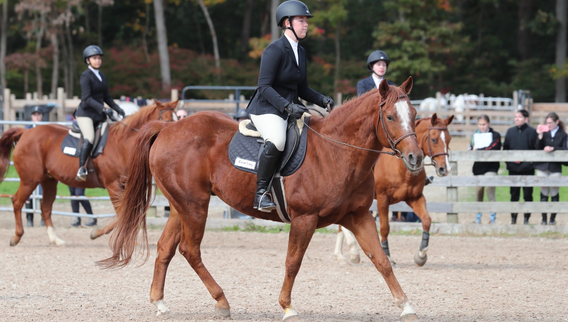 Equestrian Shows at St. Joseph's - Molloy University Athletics
