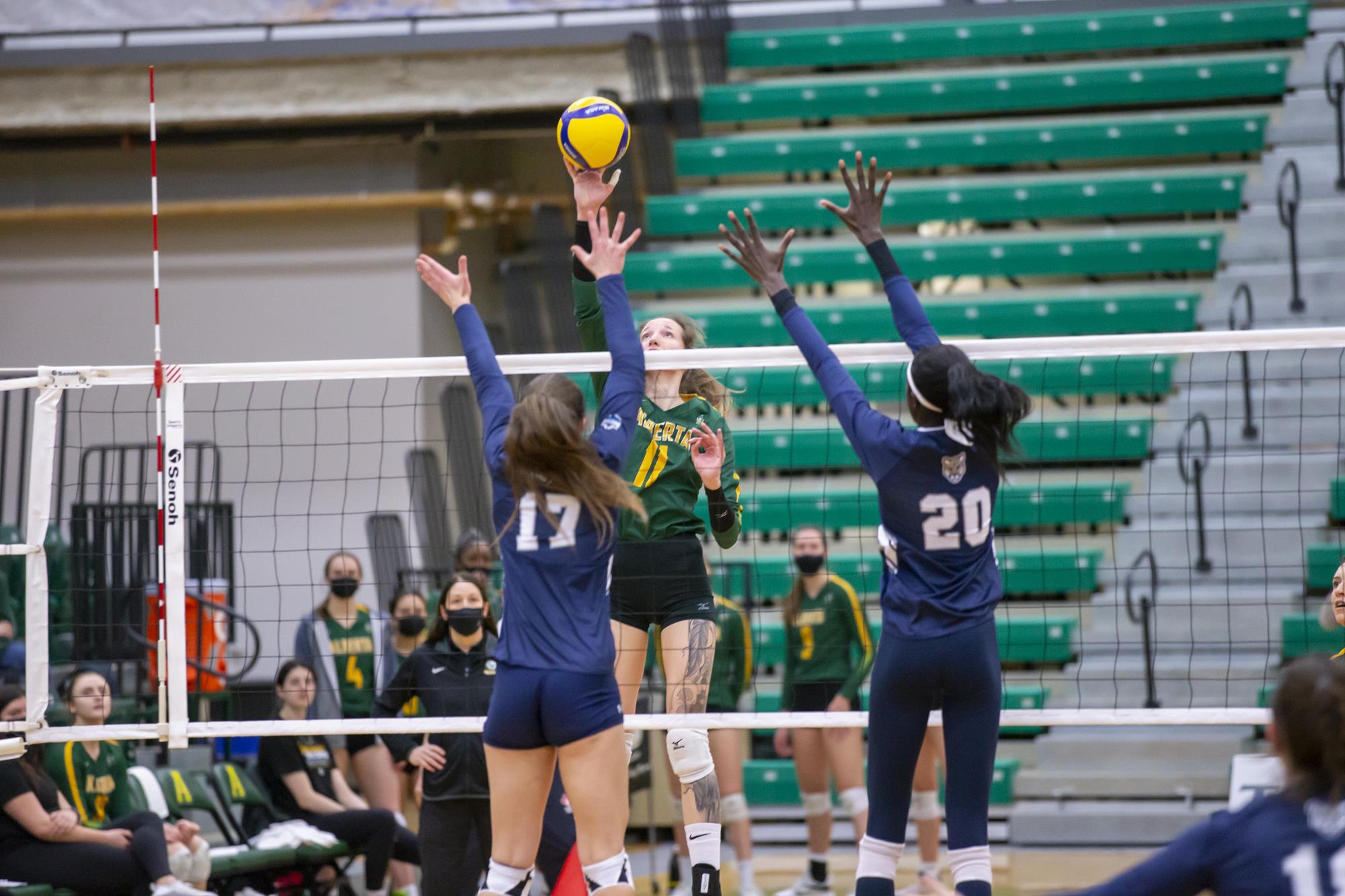 WVB: 2024-25 Season Preview - Mount Royal University Cougars Athletics ...