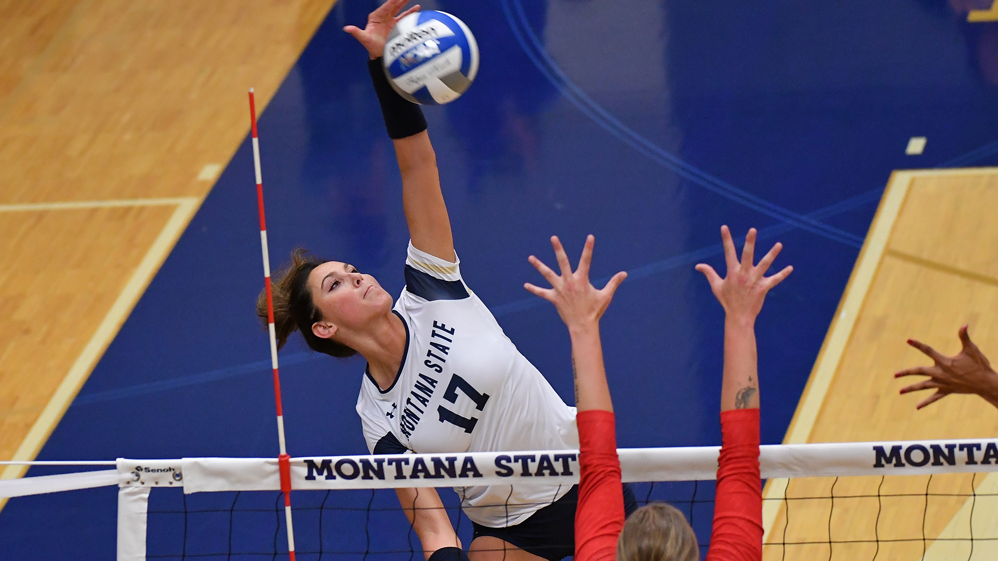 Evi Wilson - Women's Volleyball - Montana State University Athletics