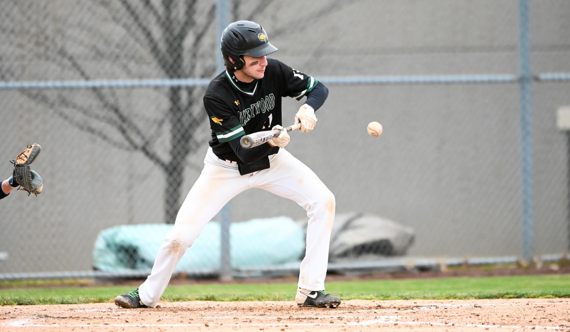 Vinny D'Auria - Baseball - Marywood University Athletics