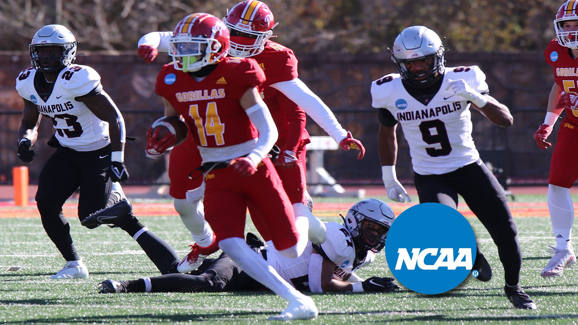 Gorillas, Greyhounds to Meet Again in NCAA-II Playoffs Saturday ...