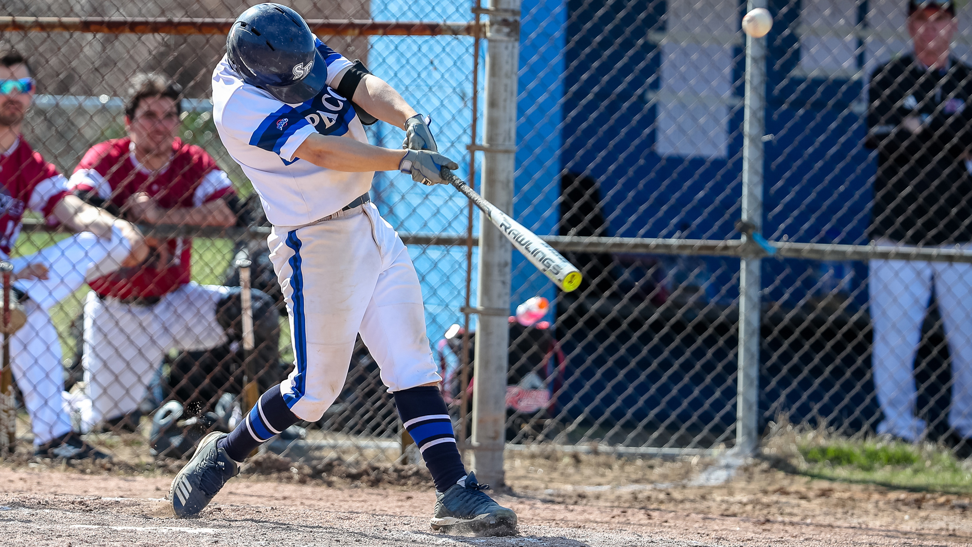 Jared Paladino - Baseball - Saint Peter's University Athletics