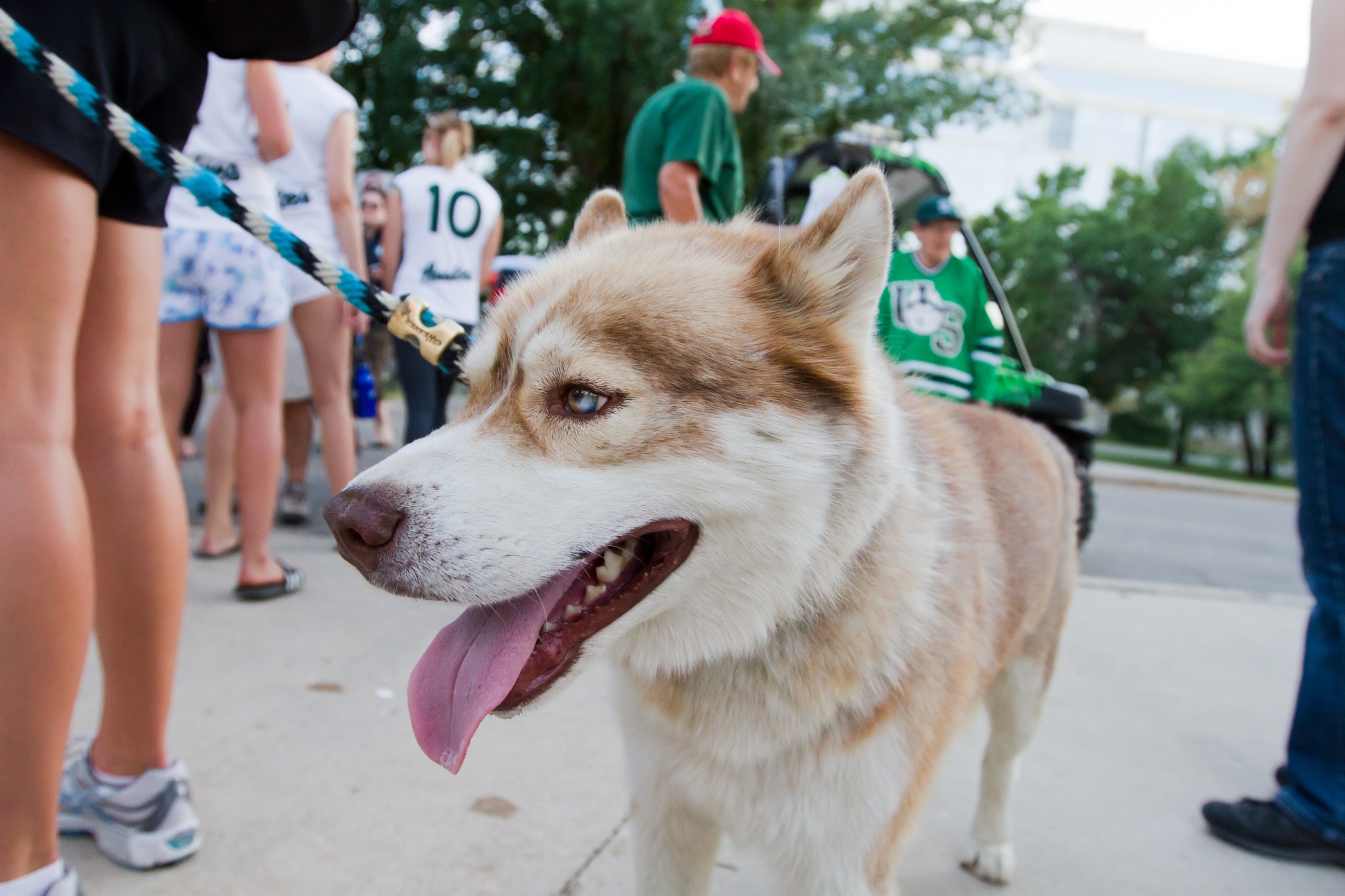 Bark in the Park Debuts at Griffiths Stadium - Huskie Athletics