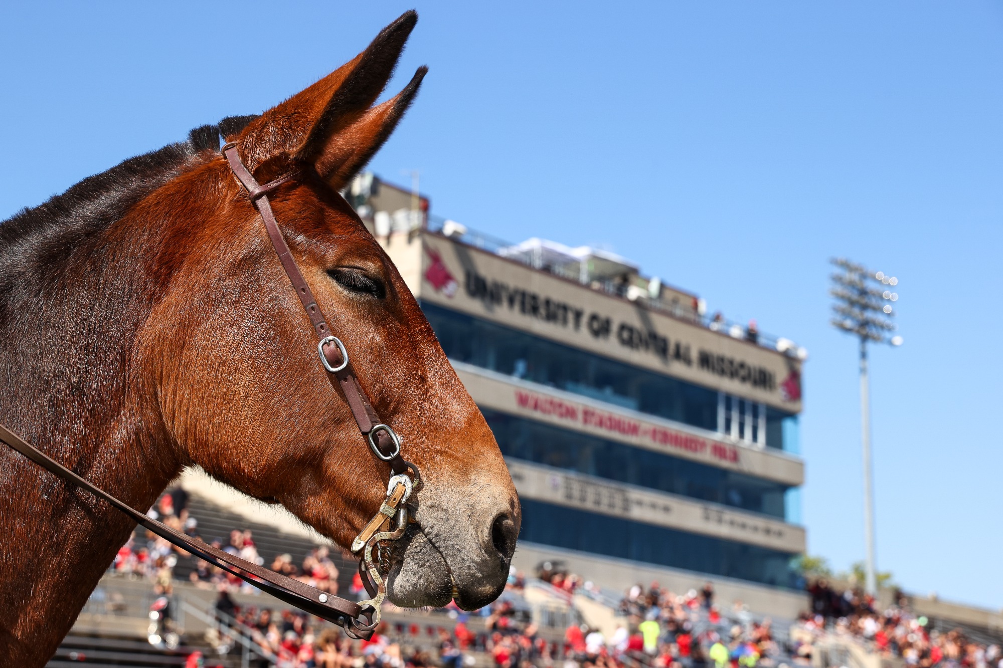 Mules Football Red & Black Spring Game Set for Saturday at Walton ...