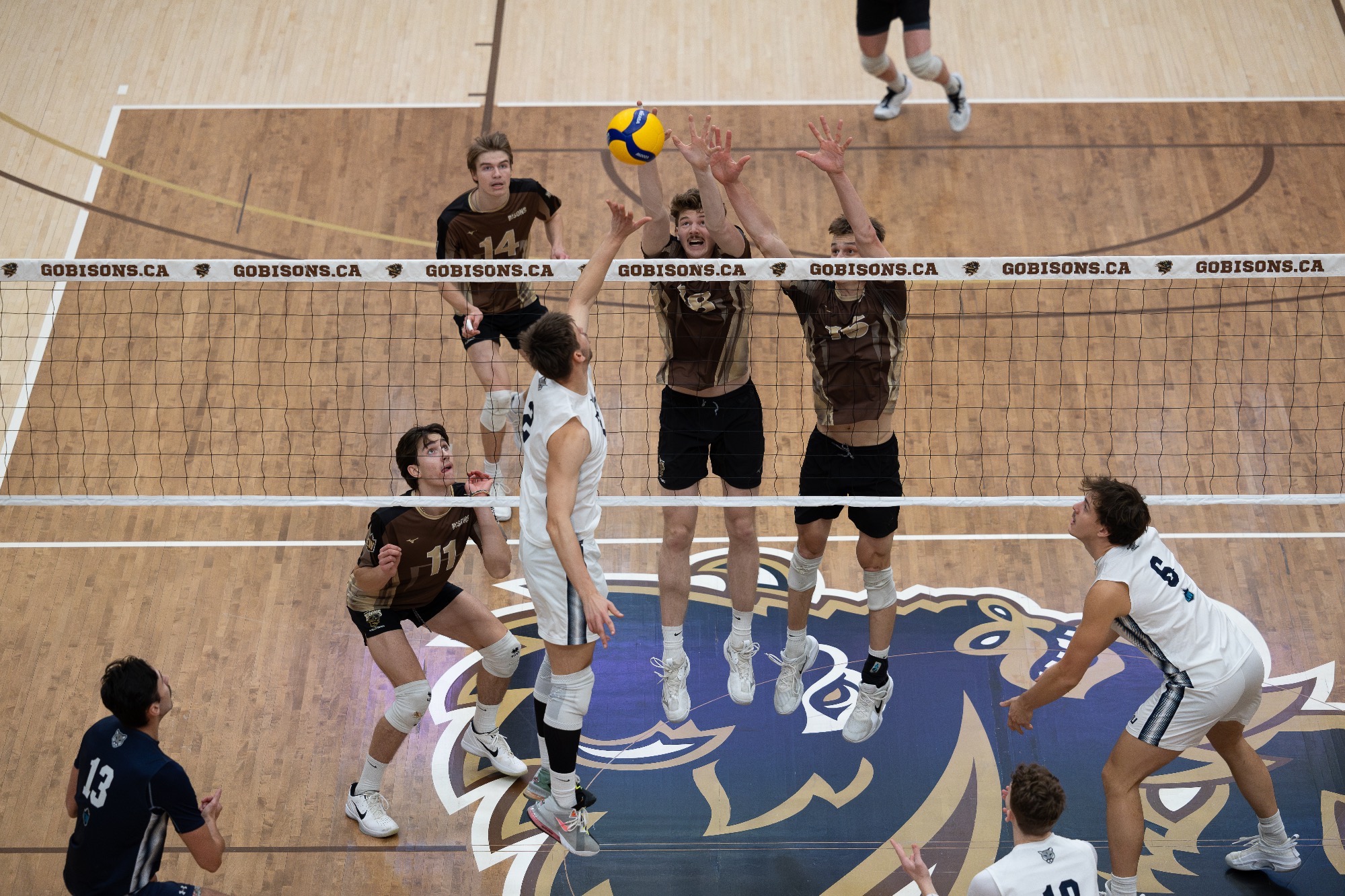 MVB: Cougars beat Bisons 3-0 with efficient attack - University of ...