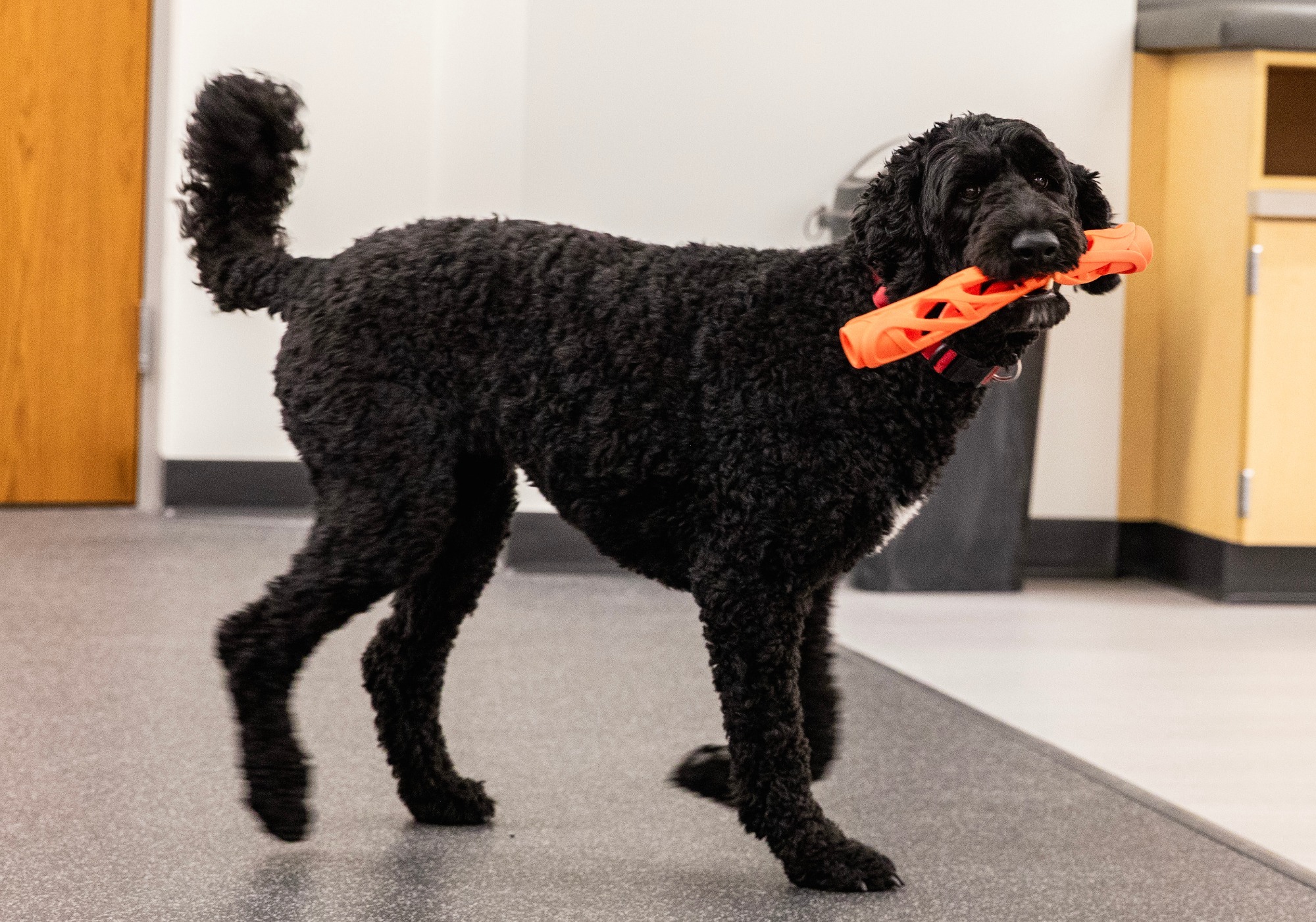Student-Athletes and Staff Embrace Pet Therapy Dog, Coco, Each Week ...