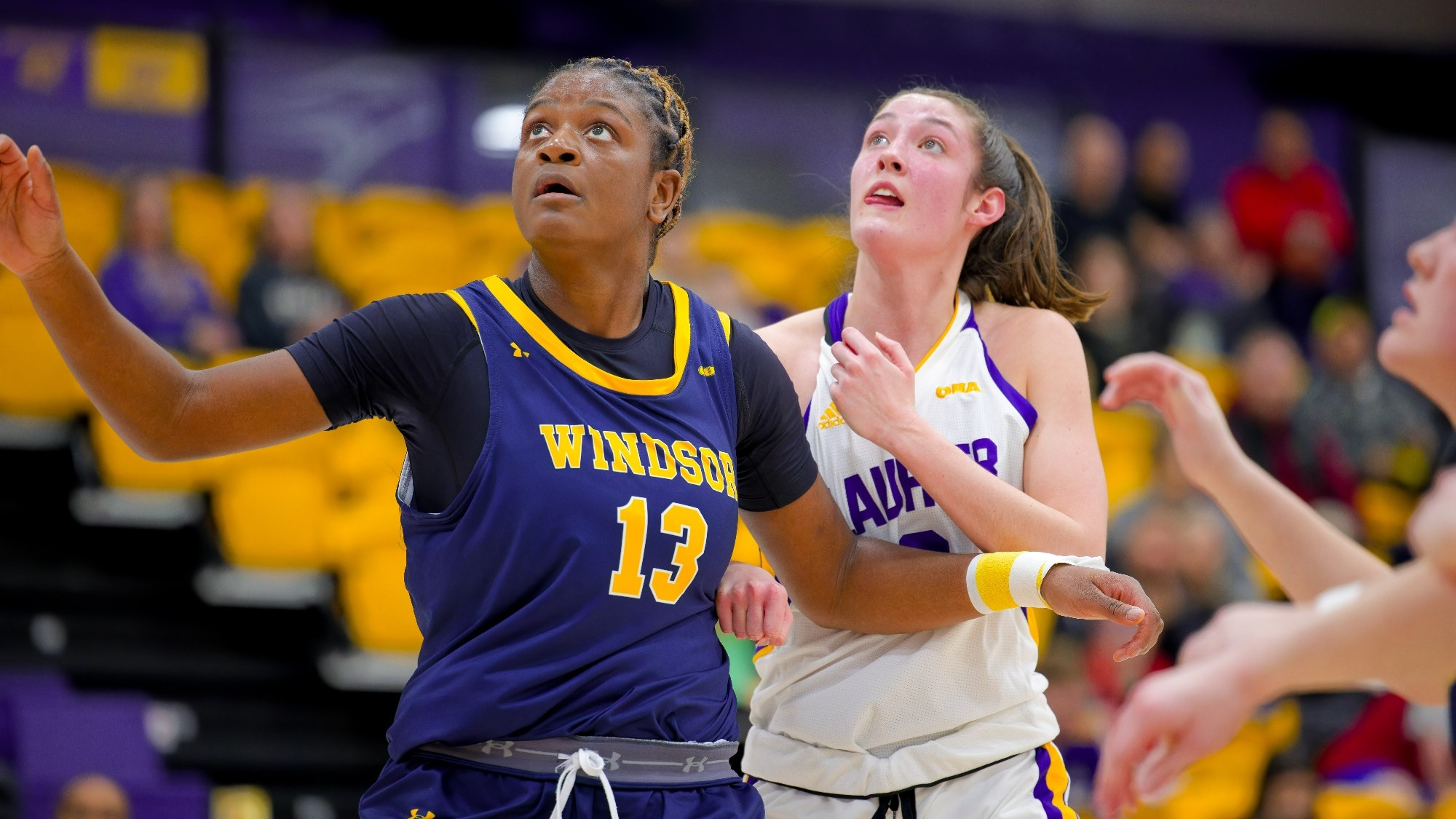 Golden Hawks begin final homestand with defeat of Windsor - Laurier ...