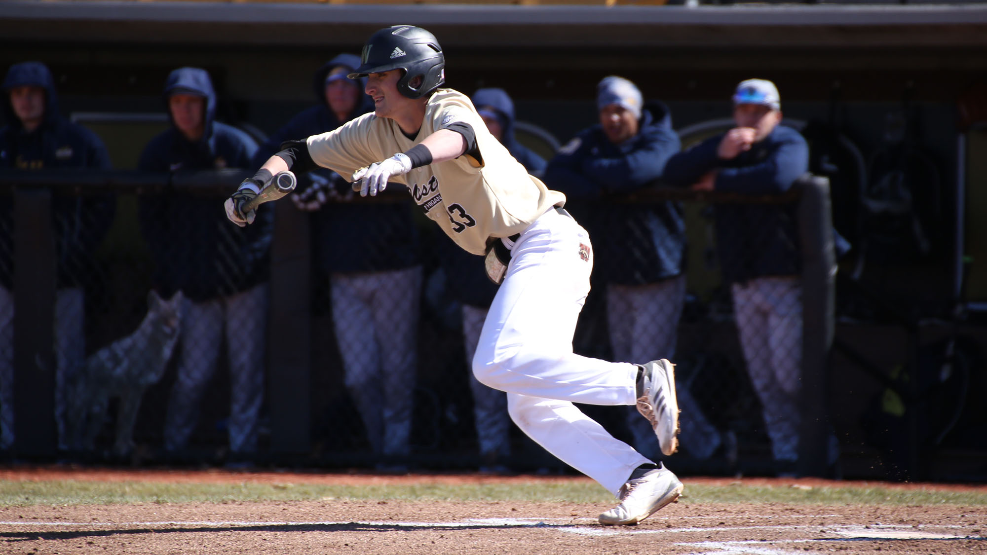 Nic Laio - Baseball - Western Michigan University Athletics