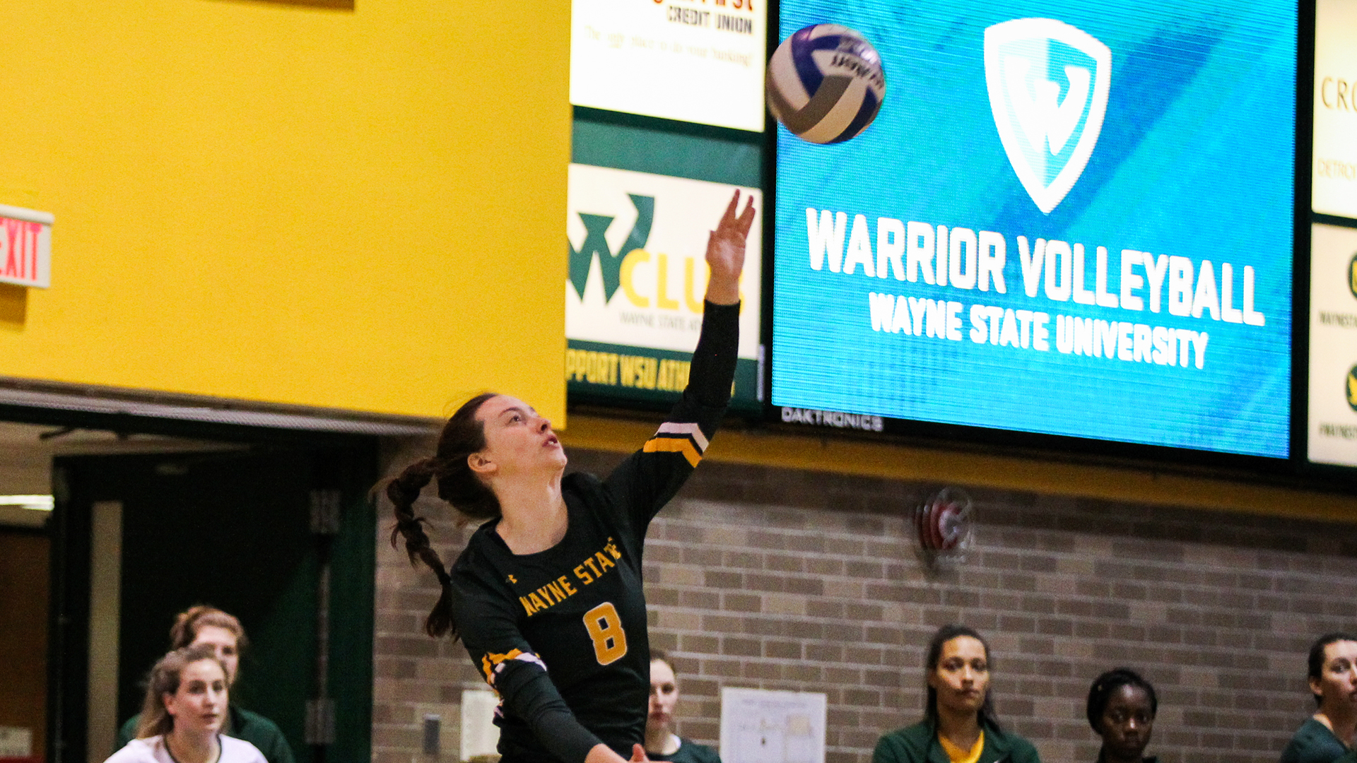 Maddie Douglas - Volleyball - Wayne State University Athletics
